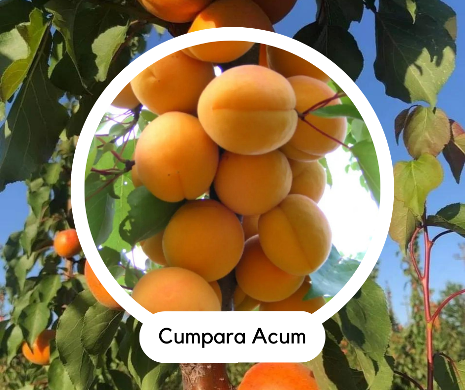 CAIS COLUMNAR CAMPANILO– POMICERTIFICAȚI 🏅